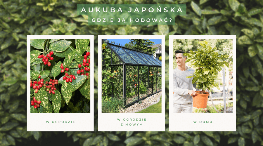 Aukuba japońska (Aucuba japonica) – uprawa rośliny