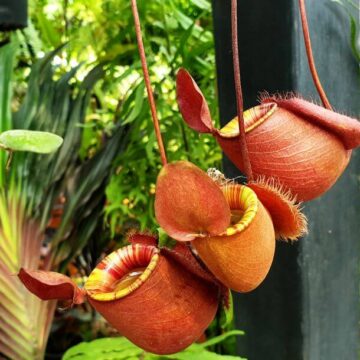 Scindapsus Odmiany Uprawa Piel gnacja Ro liny Scindapsus Odmiany Uprawa Piel gnacja Ro liny