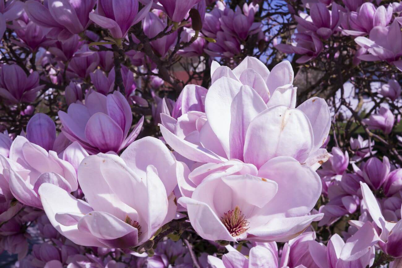 Magnolia – gatunki, uprawa, wymagania - Rośliny