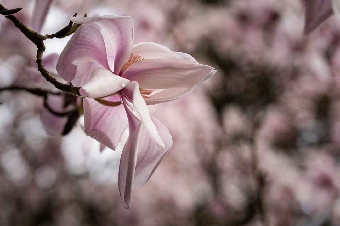Magnolia – gatunki, uprawa, wymagania - Rośliny