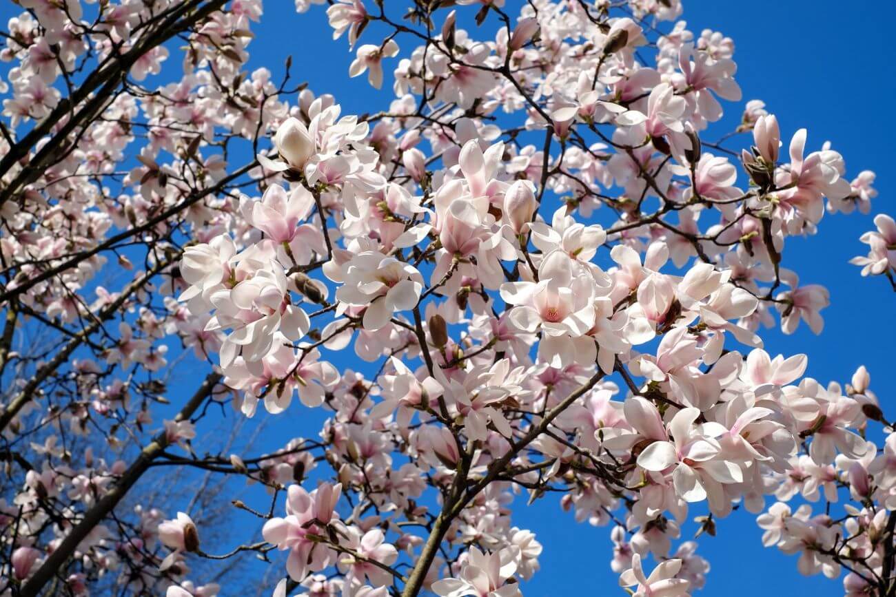 Magnolia – gatunki, uprawa, wymagania - Rośliny
