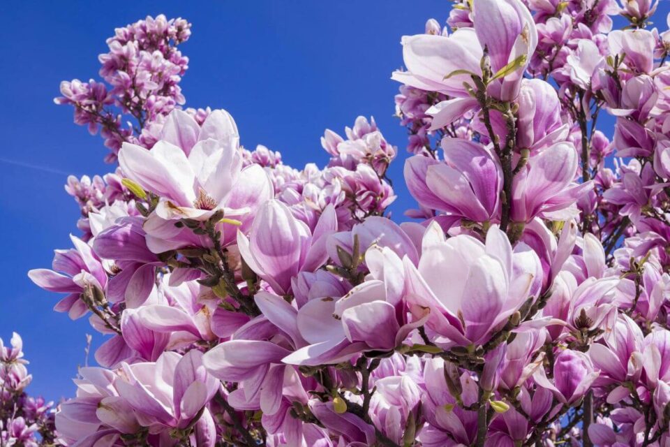 Magnolia – gatunki, uprawa, wymagania - Rośliny