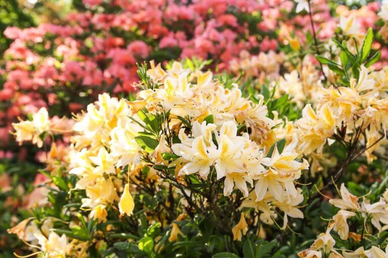 Rododendron – odmiany, uprawa, pielęgnacja - Rośliny