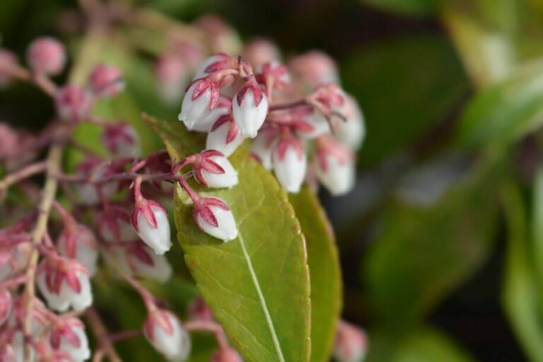 Pieris japoński – uprawa, przycinanie, odmiany - Rośliny