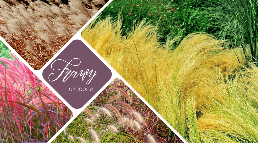 Kiedy sadzić trawy ozdobne? Terminy i zasady - Rośliny