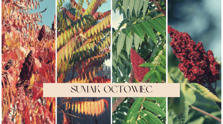 Sumak octowiec – wygląd, odmiany, wymagania drzewa - Rośliny