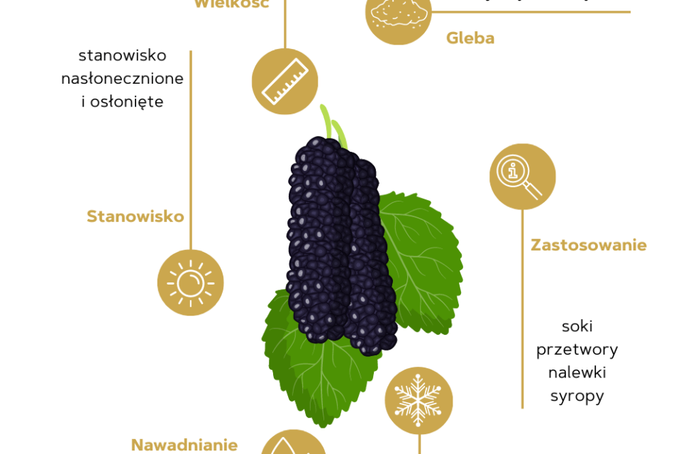 Morwa czarna – wygląd, wymagania, uprawa i właściwości - Rośliny