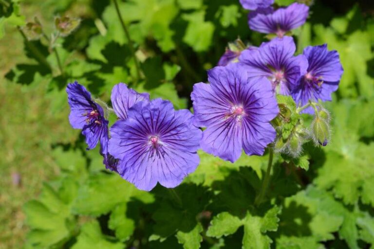 Bodziszek korzeniasty (Geranium macrorrhizum) – uprawa - Rośliny