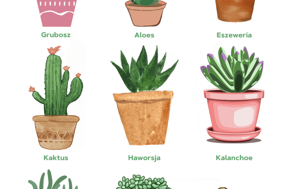 Sukulenty – rodzaje i uprawa. Poznaj gatunki sukulentów!