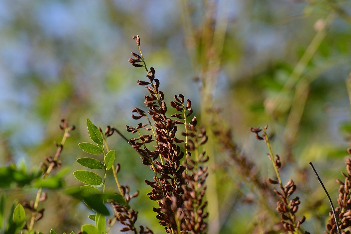 Amorfa – charakterystyka, pielęgnacja i zastosowanie - Rośliny