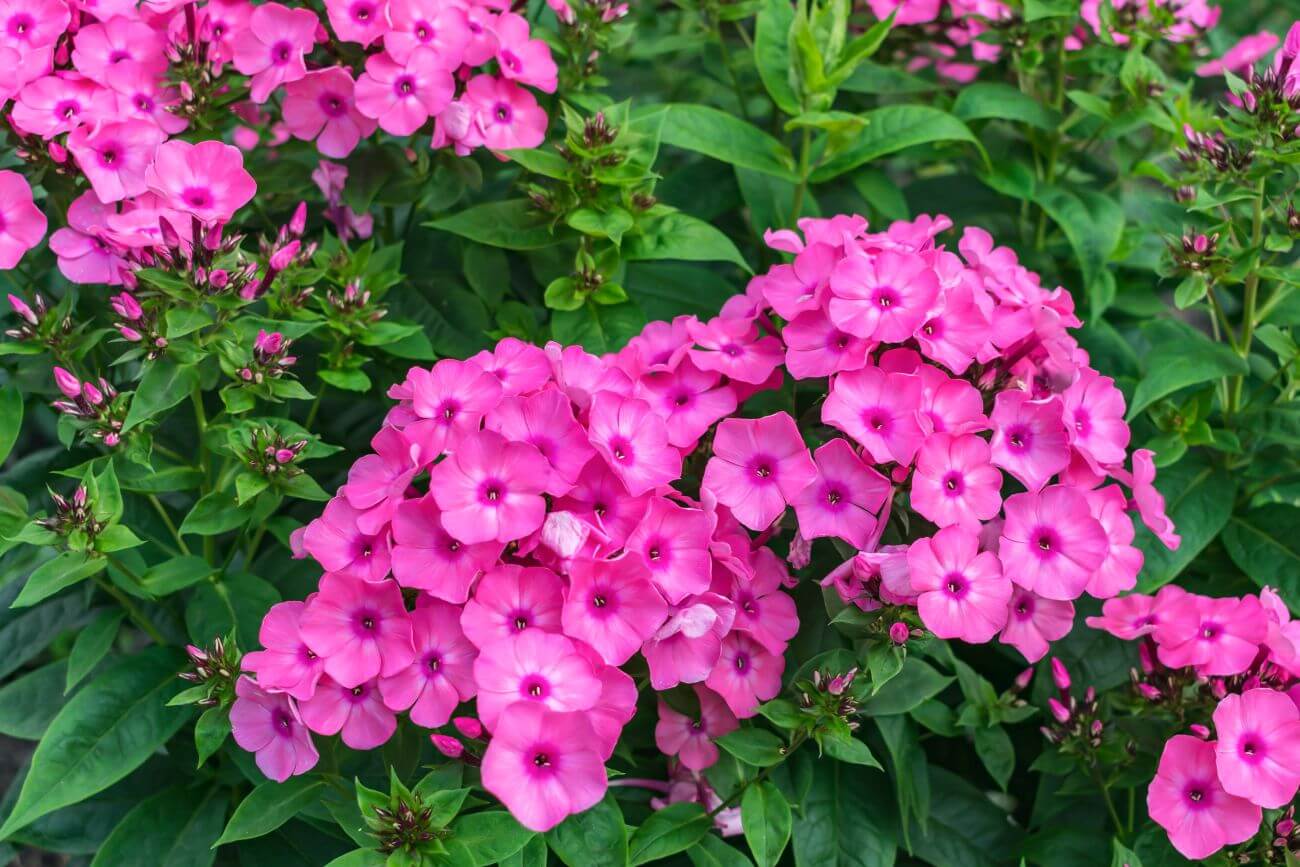 Floks – uprawa i pielęgnacja. Poznaj nasze wskazówki! - Rośliny