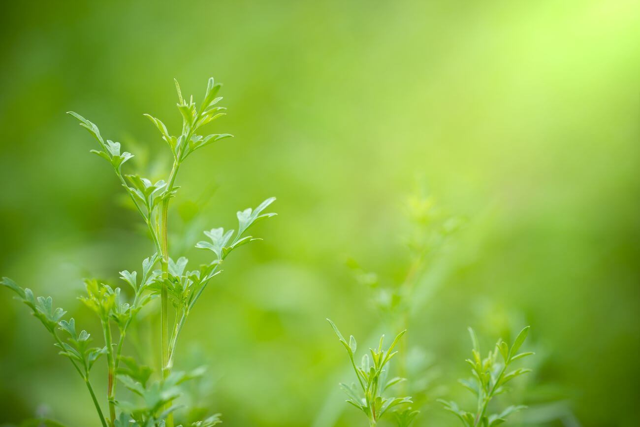 Kolendra – uprawa kolendry siewnej w ogrodzie - Rośliny