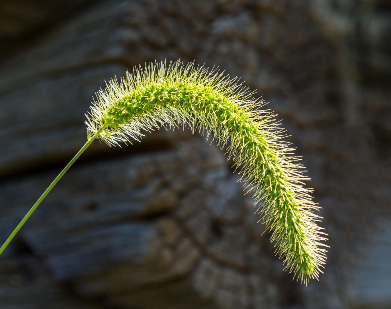 Tymotka łąkowa – uprawa trawy pastewnej - Rośliny