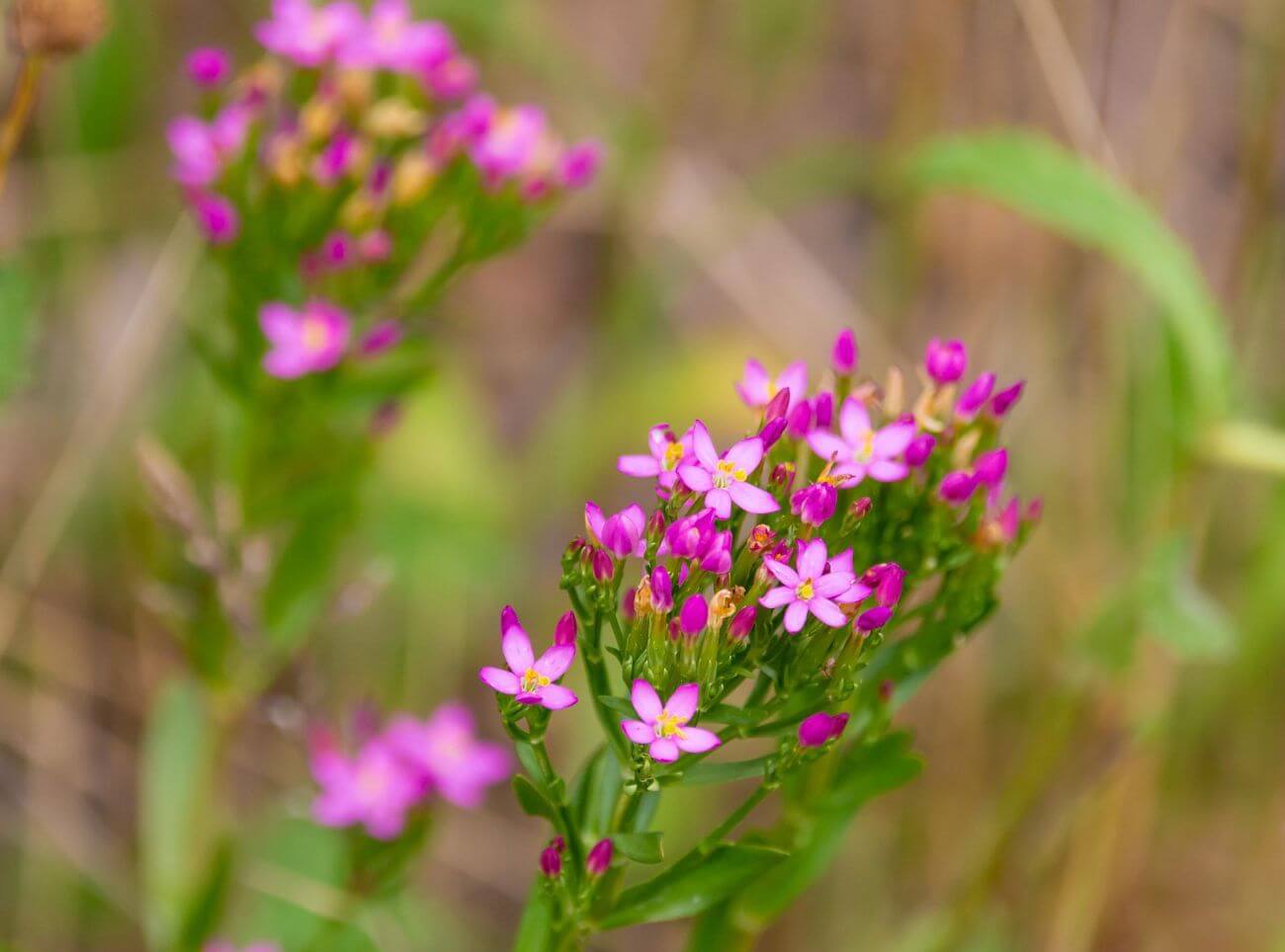 Centuria pospolita (tysiącznik) – uprawa i właściwości