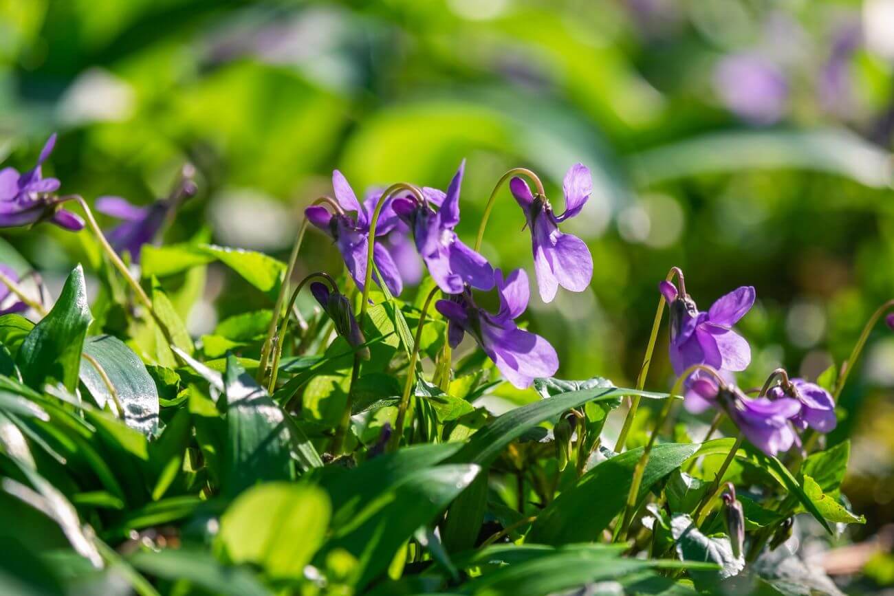 Fiołki – popularne gatunki, uprawa oraz sposoby nawożenia - Rośliny