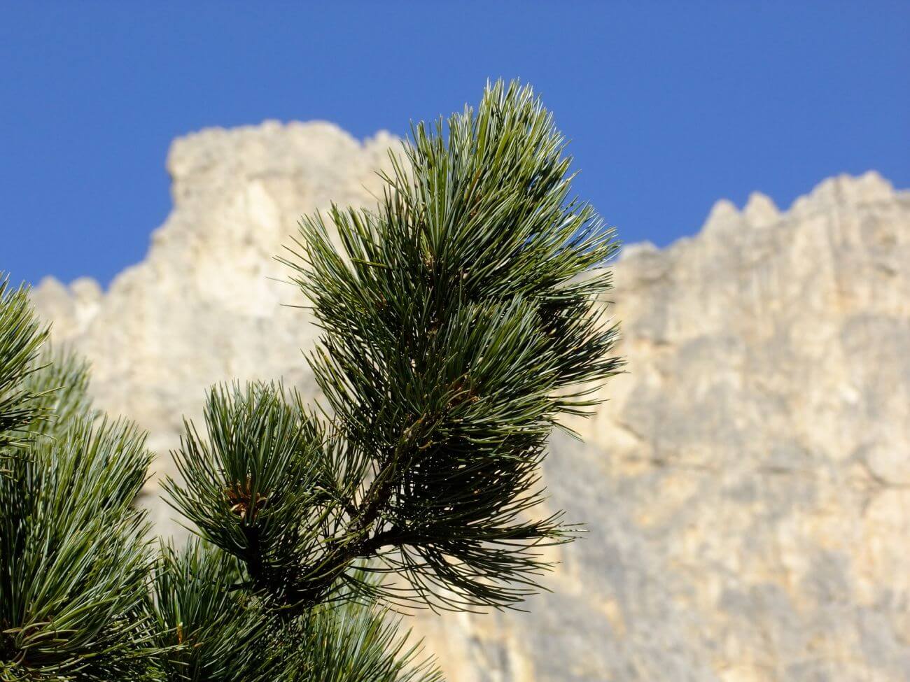 Limba (Pinus cembra) – poznaj ten górski gatunek drzewa
