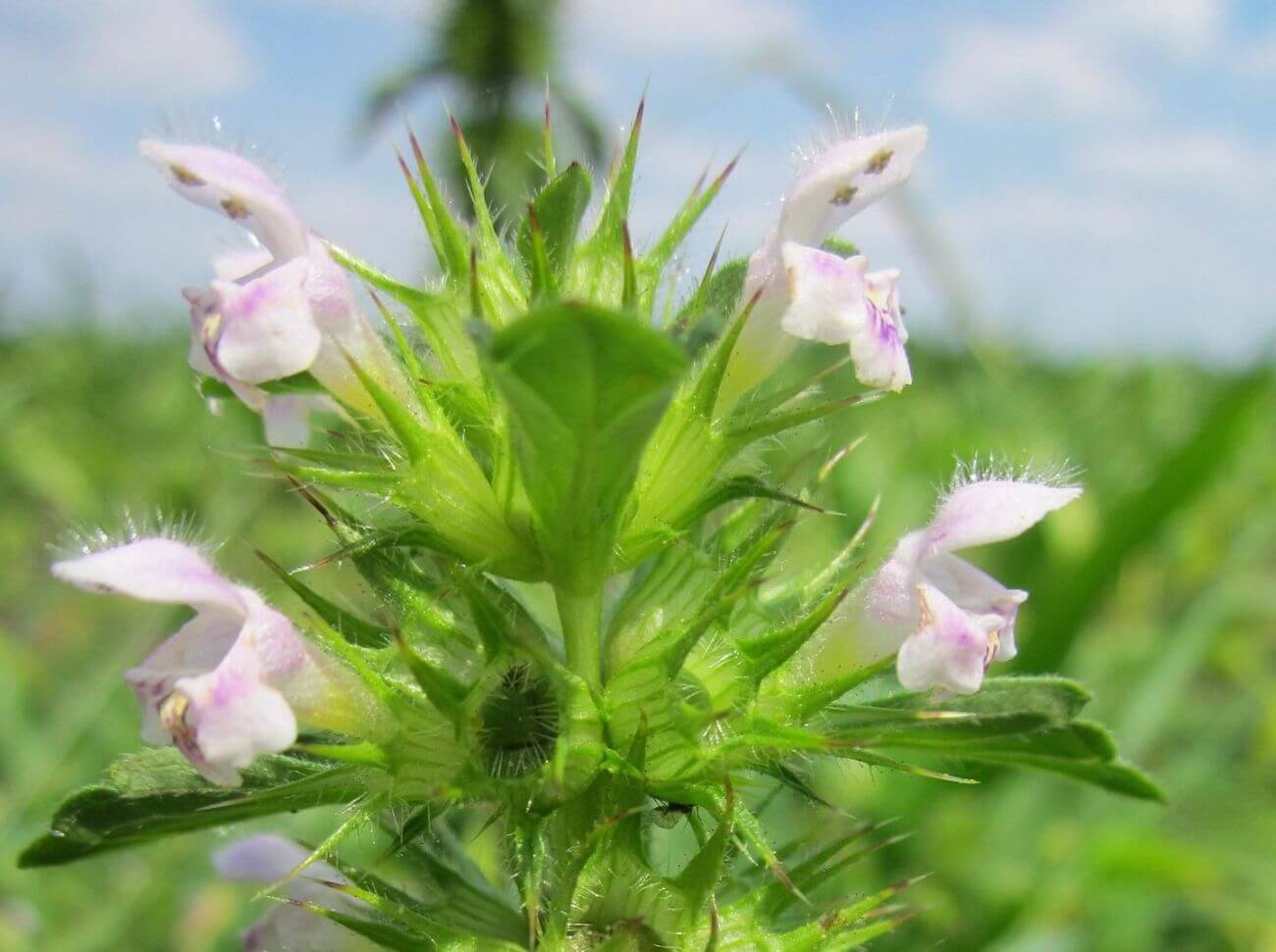 Mierznica czarna (Ballota nigra L) – uprawa i właściwości