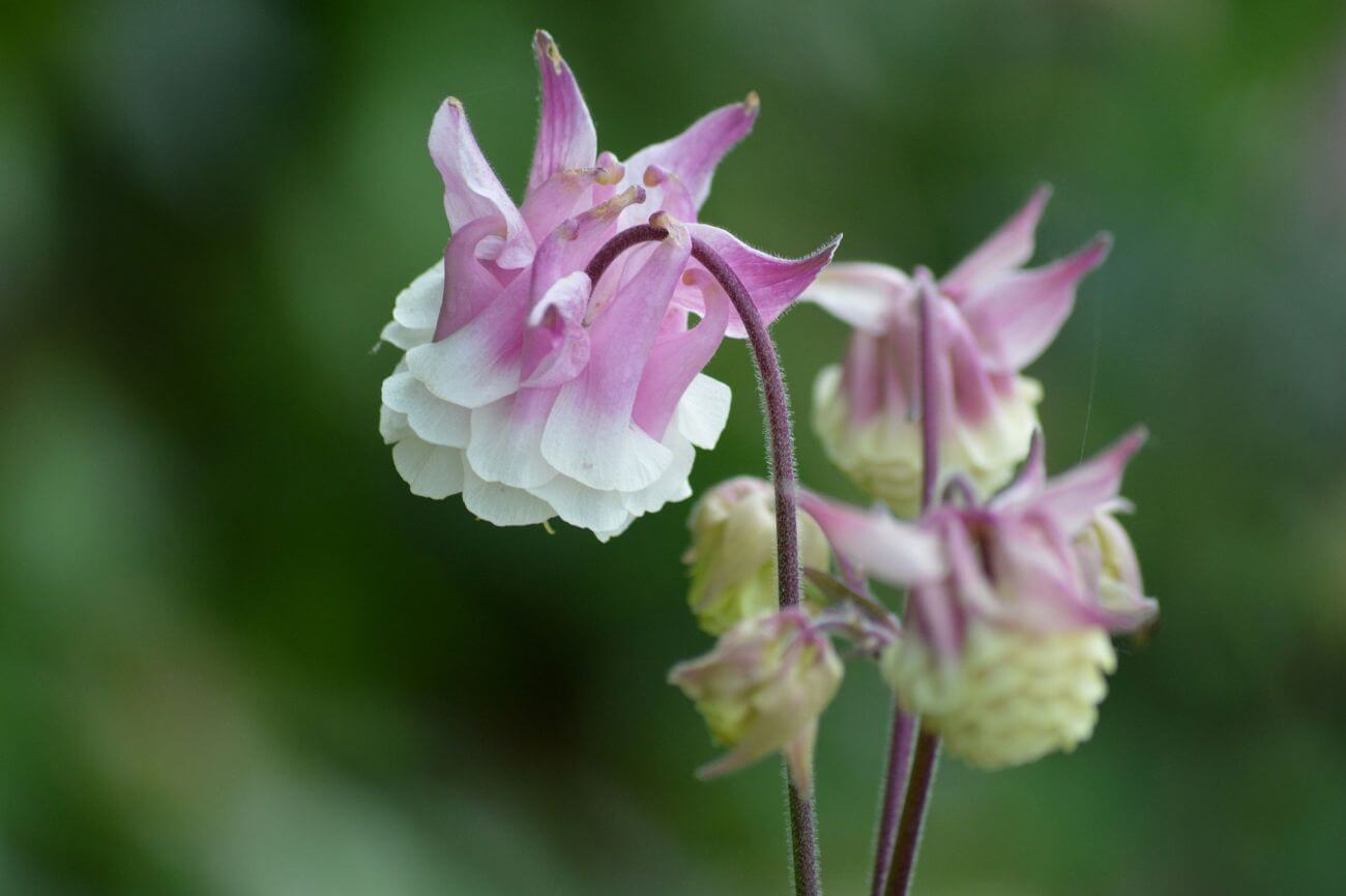 Orlik - kwiat prosty w uprawie i zdobiący ogród!