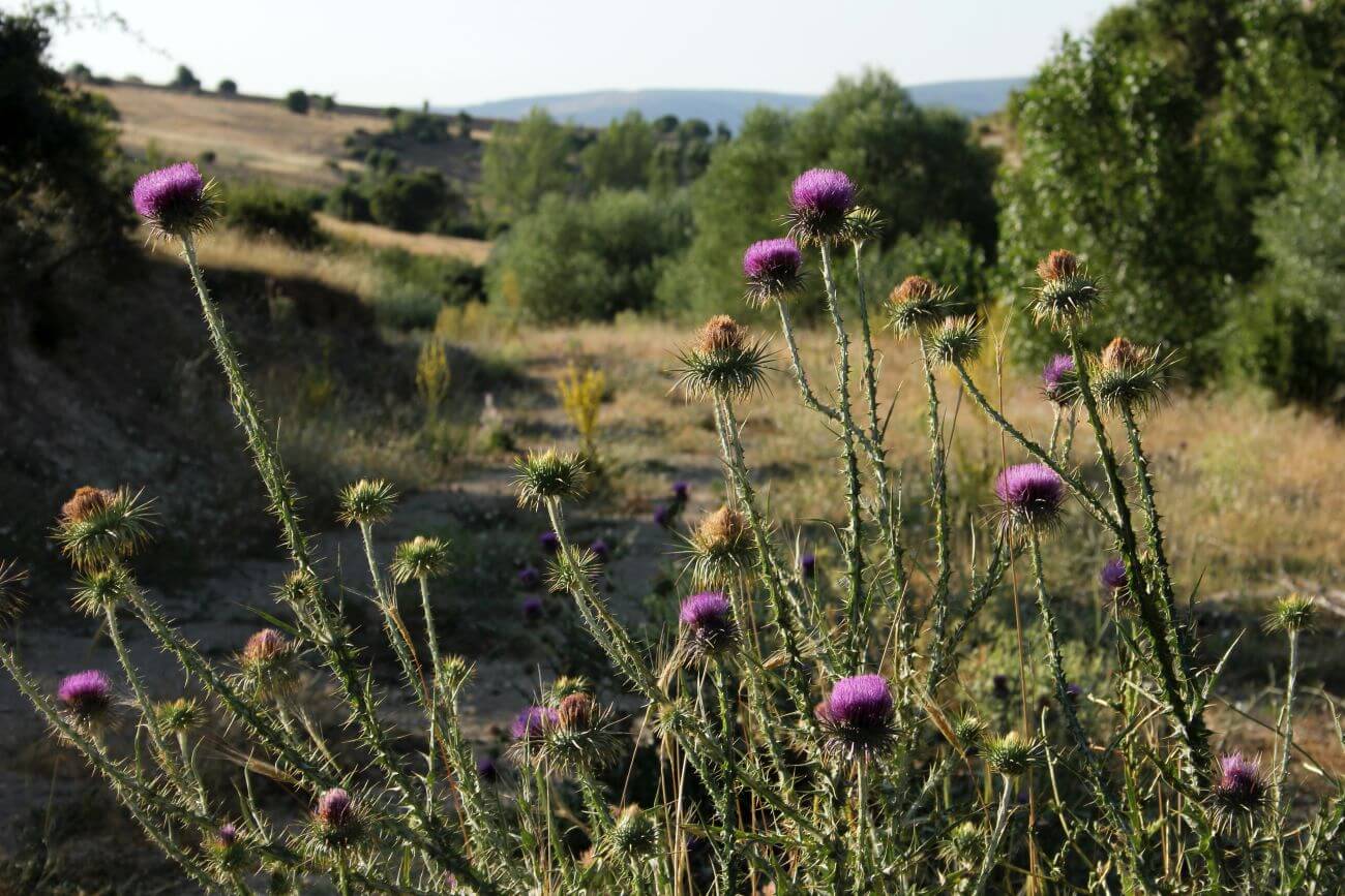 Oset ozdobny, czyli popłoch pospolity o pięknych kwiatach!