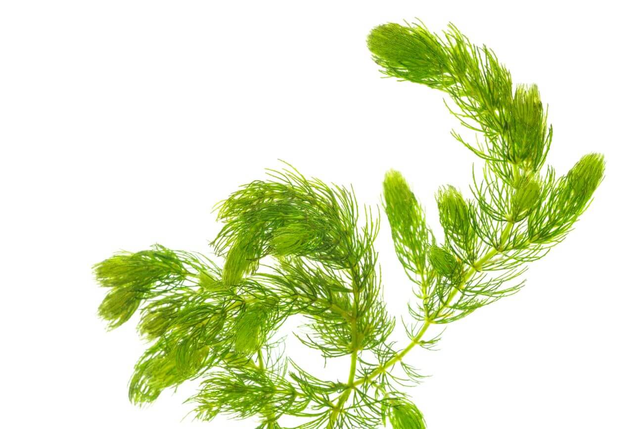 Rogatek sztywny (Ceratophyllum demersum) – uprawa i potrzeby - Rośliny