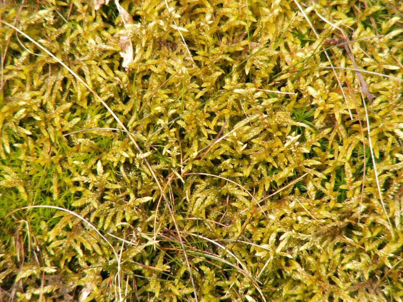 Rokietnik pospolity (Pleurozium schreberi) – wygląd, ochrona - Rośliny