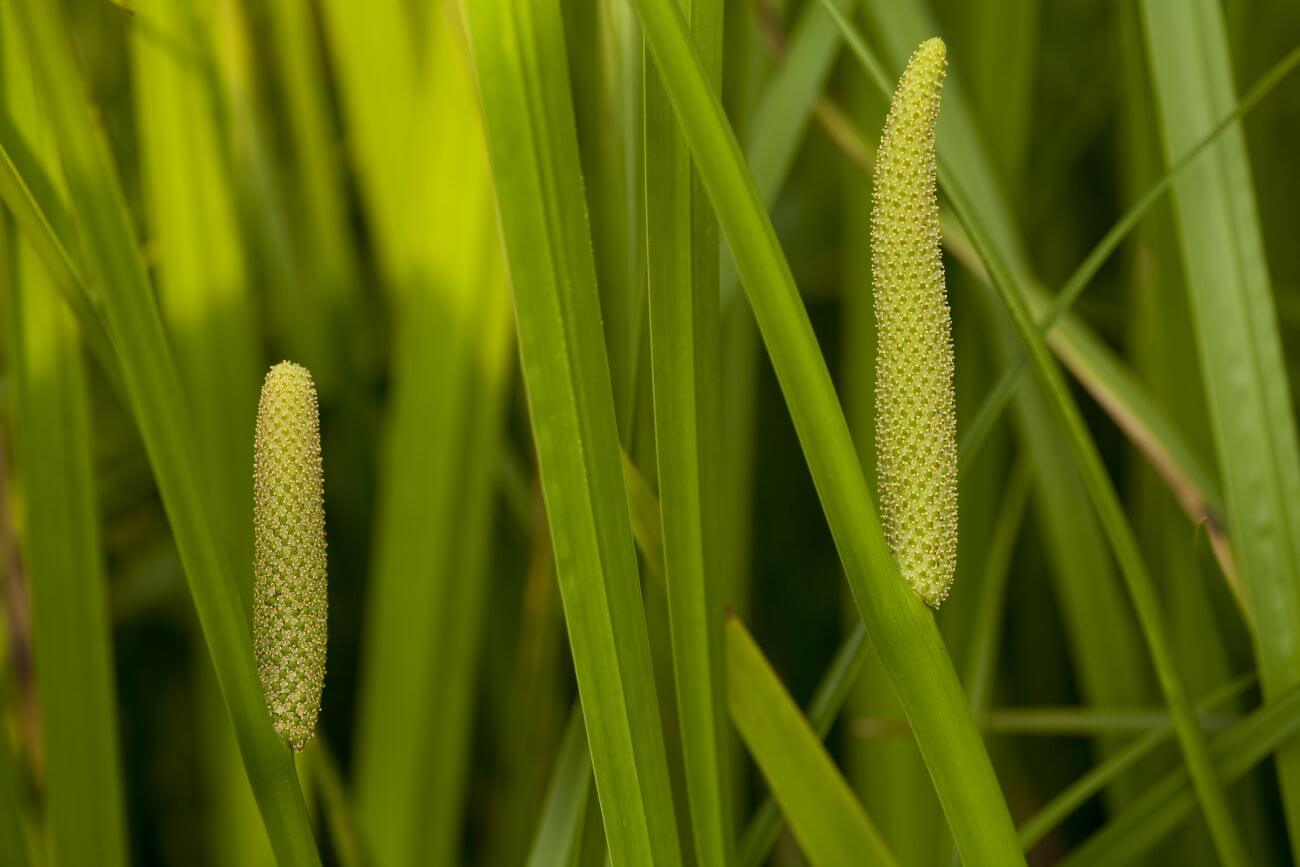 Tatarak zwyczajny - roślina z kłączami o leczniczych walorach!