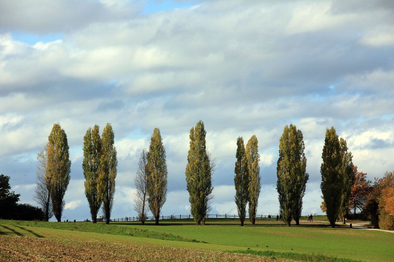 Topola w ogrodzie – czy to możliwe? - Rośliny