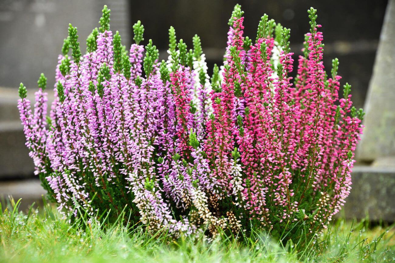 Wrzosy w ogrodzie – uprawa i pielęgnacja