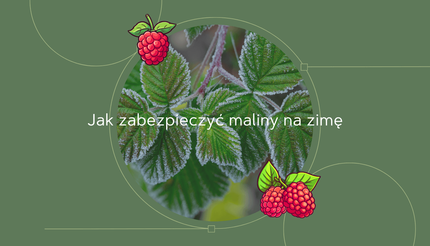 Jak zabezpieczyć maliny na zimę? Uprawa i przycinanie malin