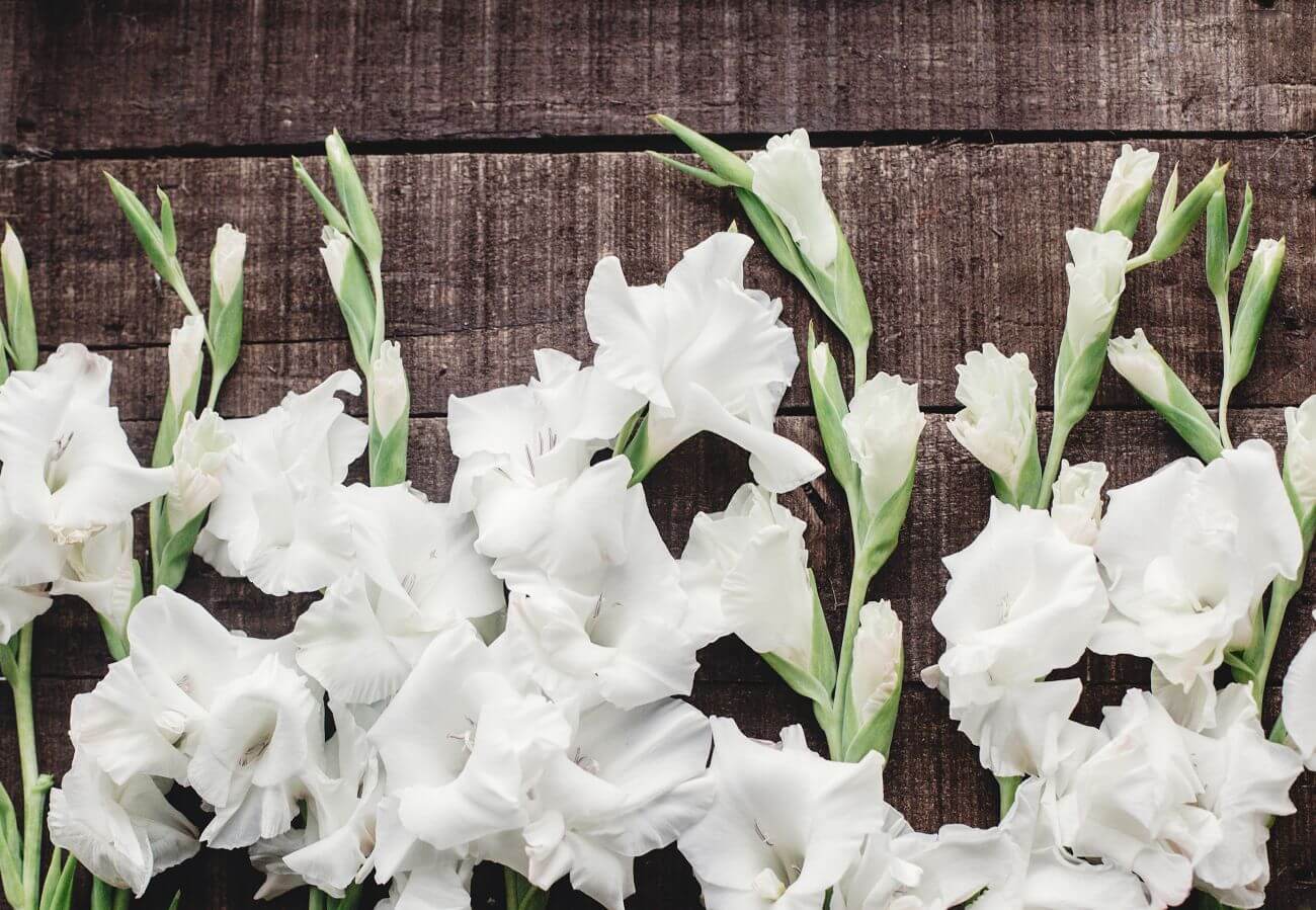 Mieczyk abisyński – uprawa, pielęgnacja i rozmnażanie