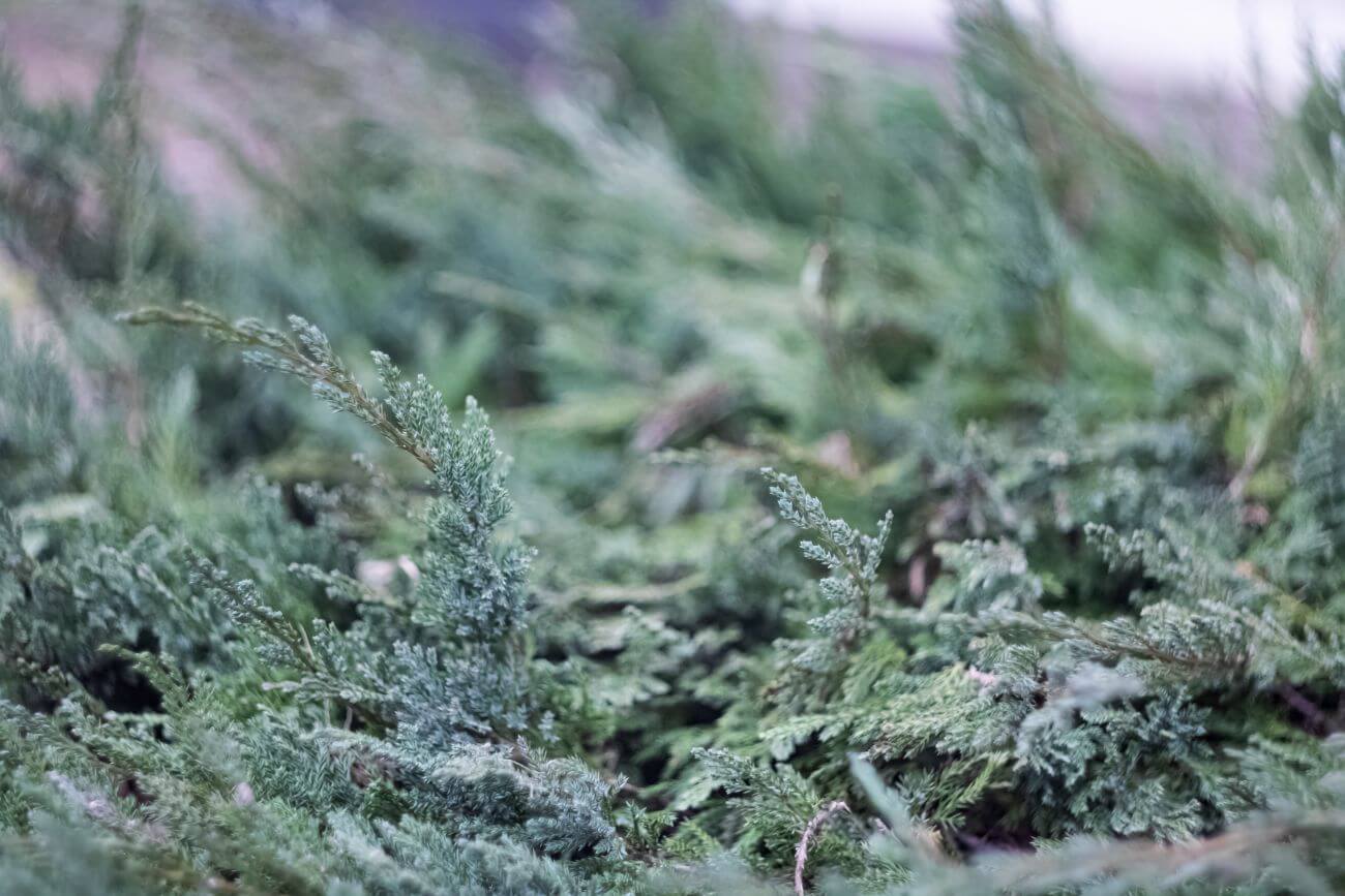 Cyprys w doniczce – zimowanie, uprawa i pielęgnacja