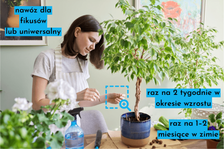 Fikus beniamin – sadzenie, uprawa, hodowla - Rośliny