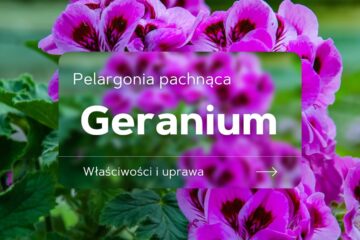 Geranium – uprawa, rozmnażanie, właściwości - Rośliny