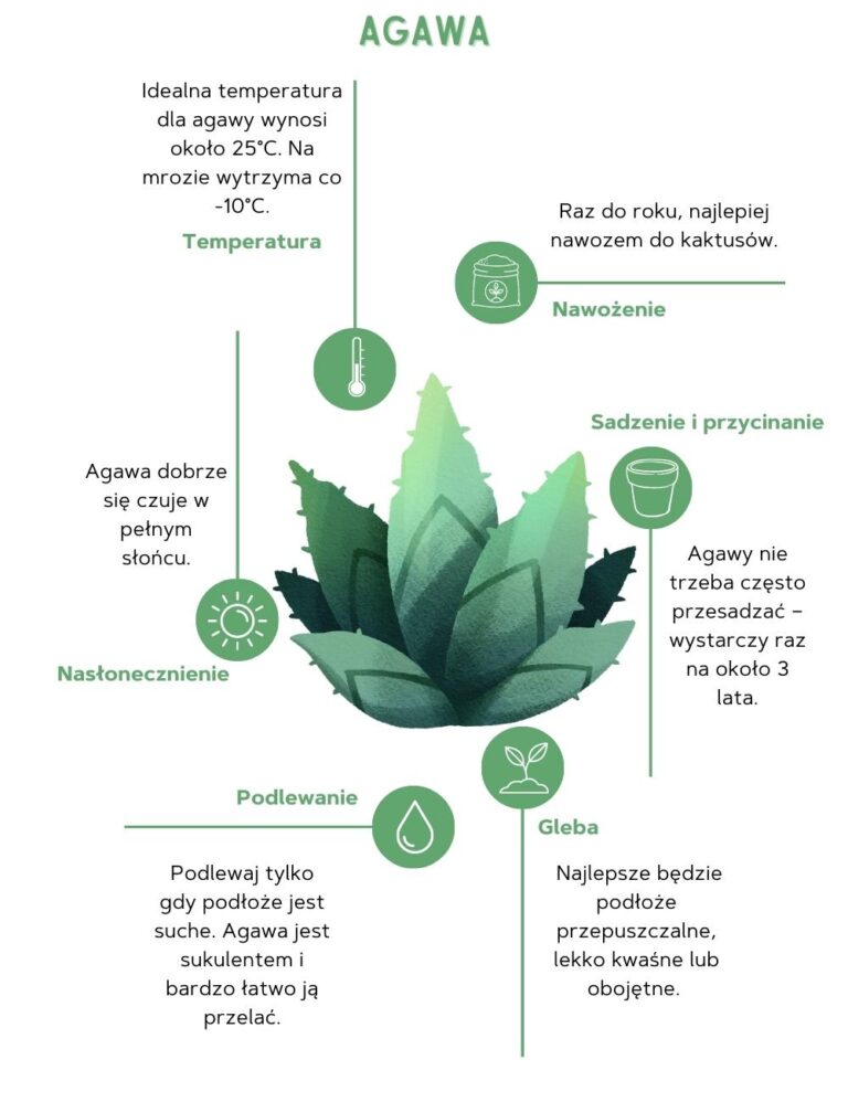Agawa – odmiany, właściwości, uprawa - Rośliny