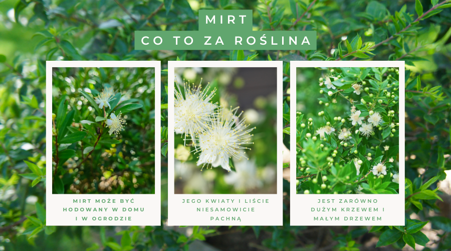 Mirt pospolity – uprawa, stanowisko, przycinanie - Rośliny