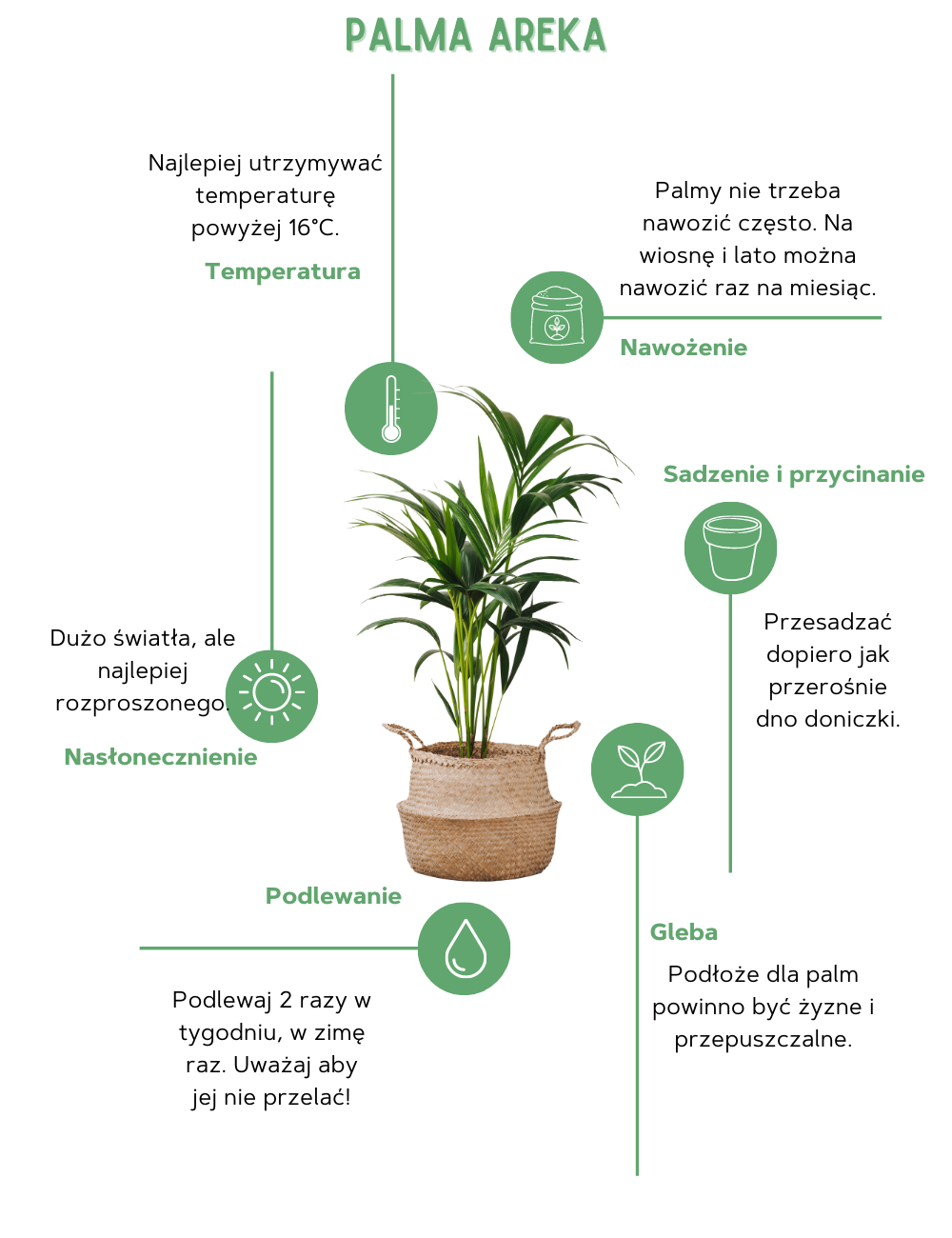 Palma areka – wymagania, uprawa, pielęgnacja - Rośliny