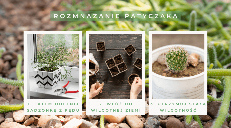 Patyczak kwiat – uprawa i pielęgnacja rośliny rhipsalis