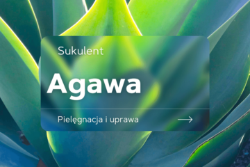 Agawa – odmiany, właściwości, uprawa - Rośliny