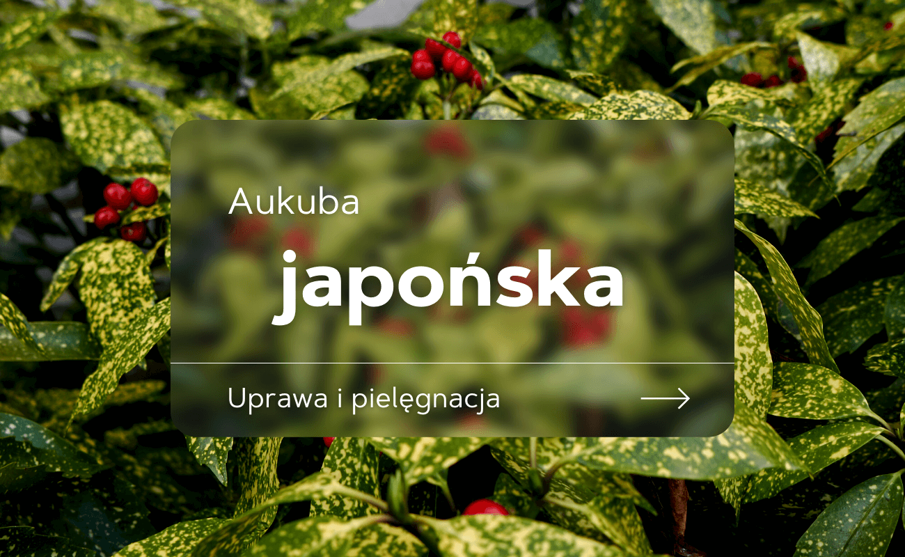 Aukuba japońska (Aucuba japonica) – uprawa rośliny