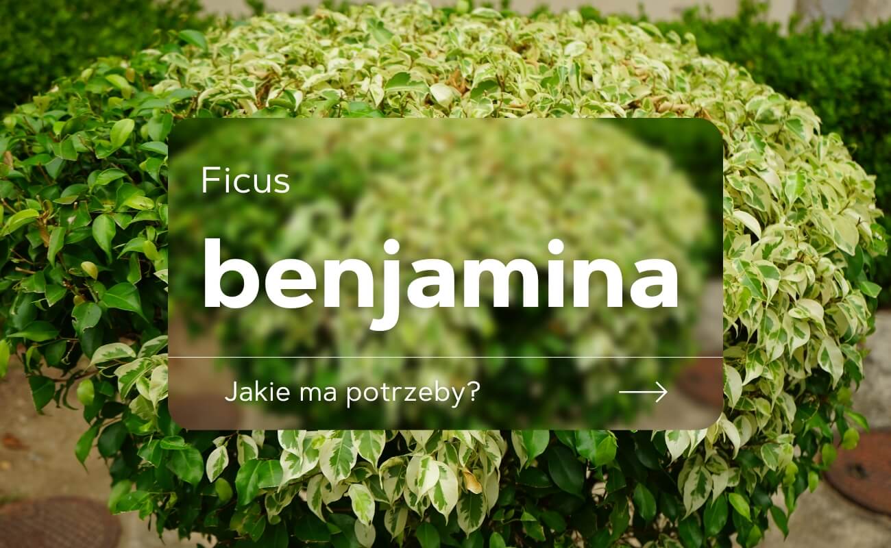 Fikus beniamin – sadzenie, uprawa, hodowla - Rośliny