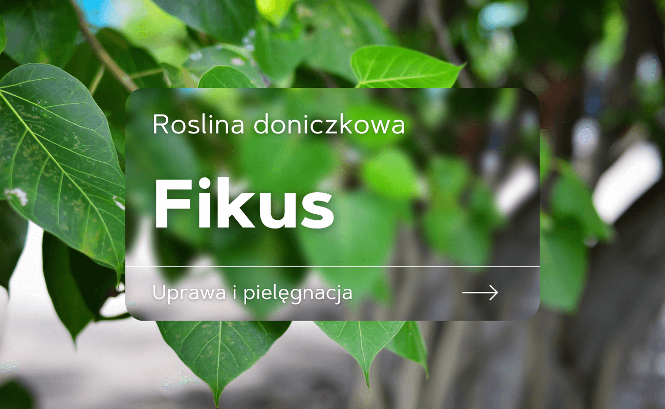 Fikus – pielęgnacja, podlewanie, odmiany - Rośliny