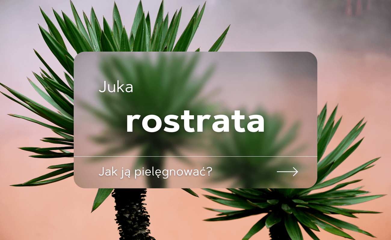 Juka rostrata – uprawa i pielęgnacja - Rośliny
