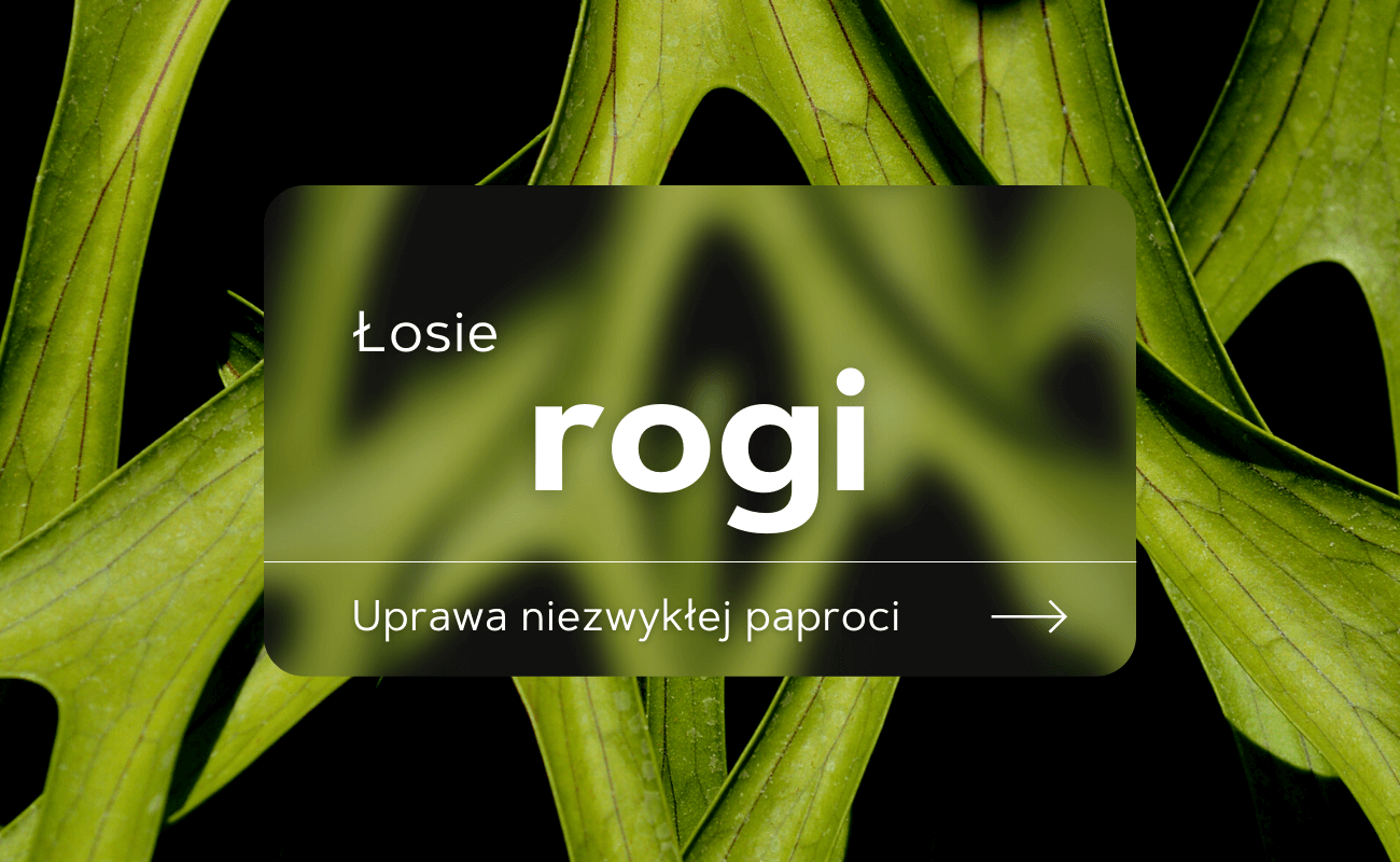 Łosie rogi – zasady uprawy i pielęgnacji - Rośliny