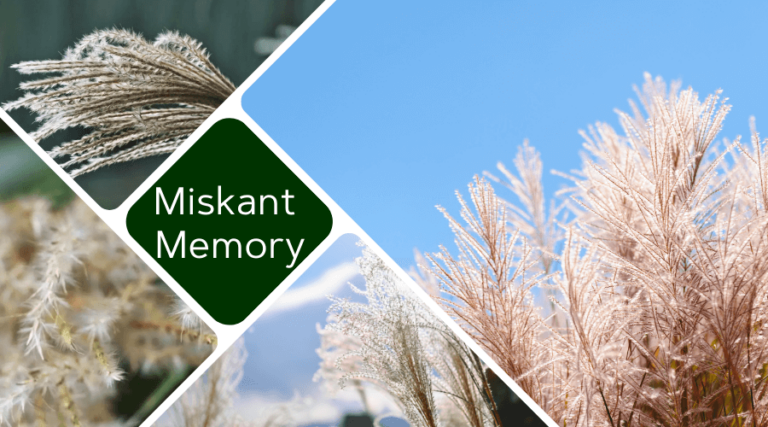 Miskant Memory – miskant chiński