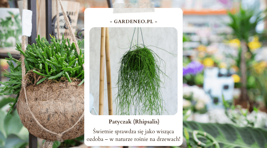 Patyczak kwiat – uprawa i pielęgnacja rośliny rhipsalis