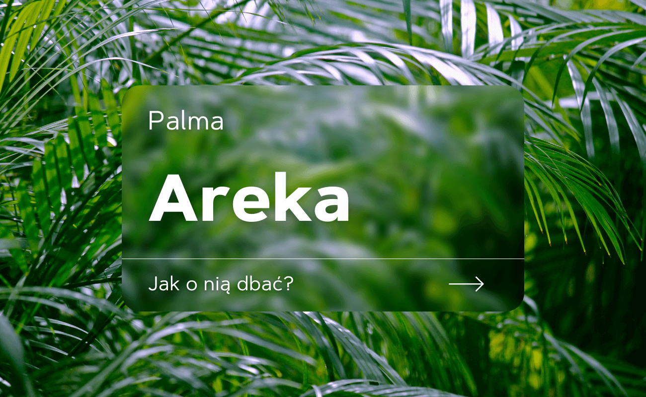 Palma areka – wymagania, uprawa, pielęgnacja - Rośliny
