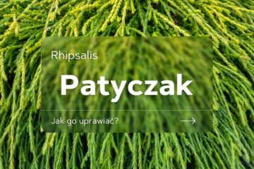 Patyczak kwiat – uprawa i pielęgnacja rośliny rhipsalis