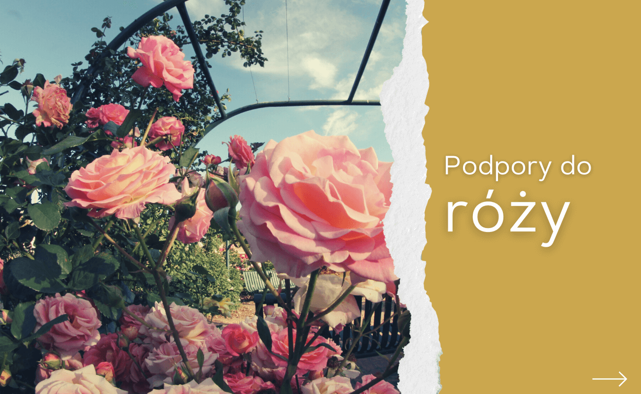 Podpory do róży pnącej. Na jaką najlepiej się zdecydować? - Rośliny
