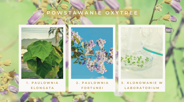 Oxytree, czyli drzewo tlenowe – uprawa, sadzonki, cena - Rośliny