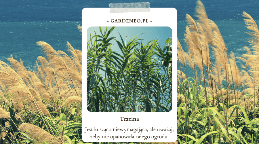 Trzcina – charakterystyka, uprawa i wykorzystanie - Rośliny